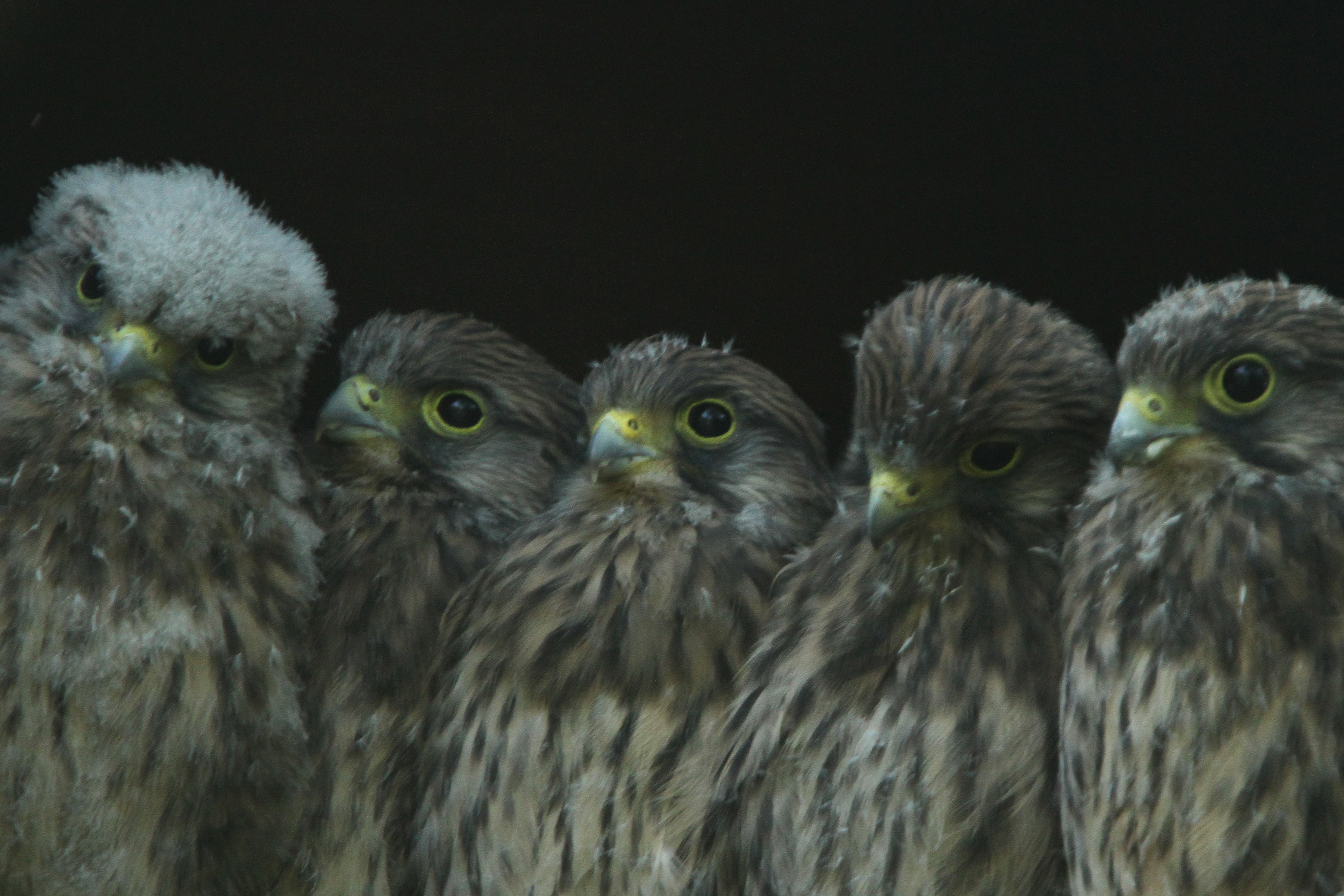 The kestrel - photo of chicks and facts