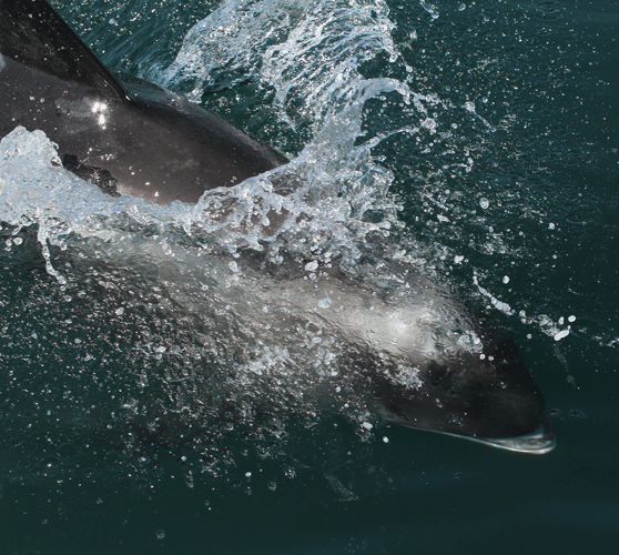 White-beaked dolphins - photos and facts