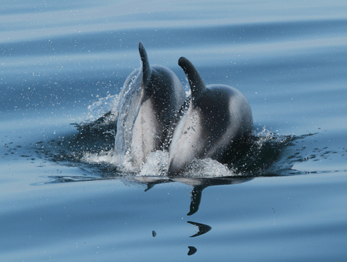 White-beaked dolphins - photos and facts